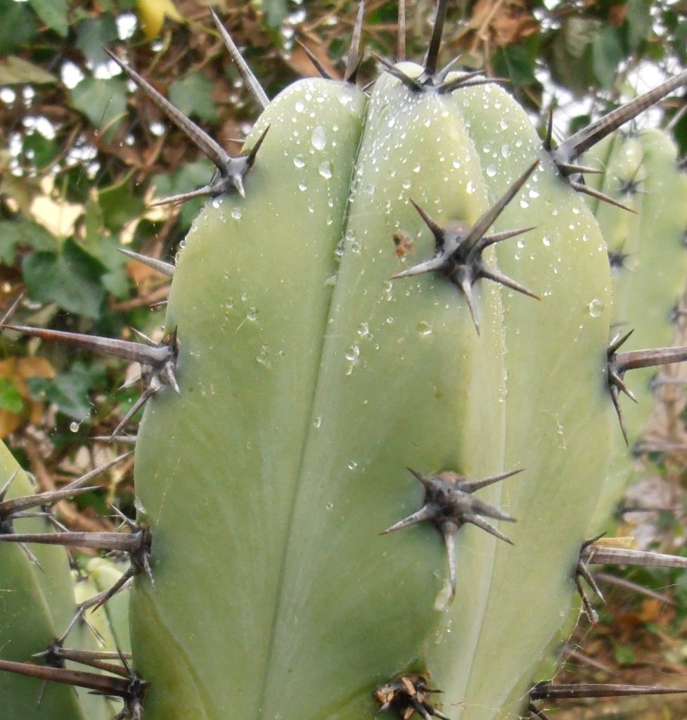 Evolución de la familia Cactácea